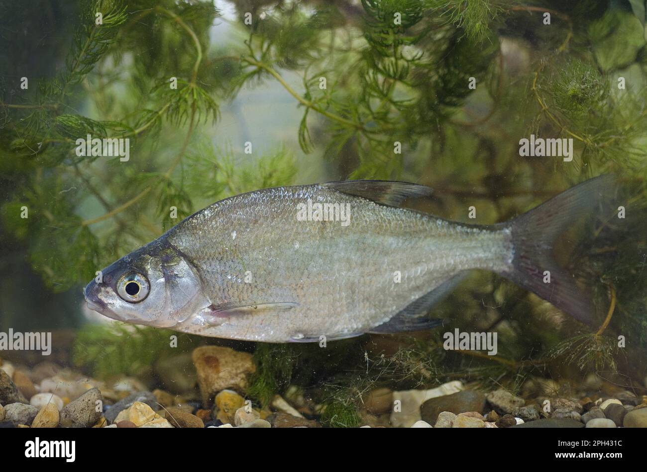Bream, Bream, common bream (Abramis brama), Lead, Animals, Other ...