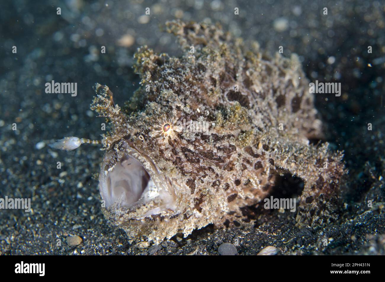 Striated frogfish (Antennarius striatus) adult, yawning, attracting ...