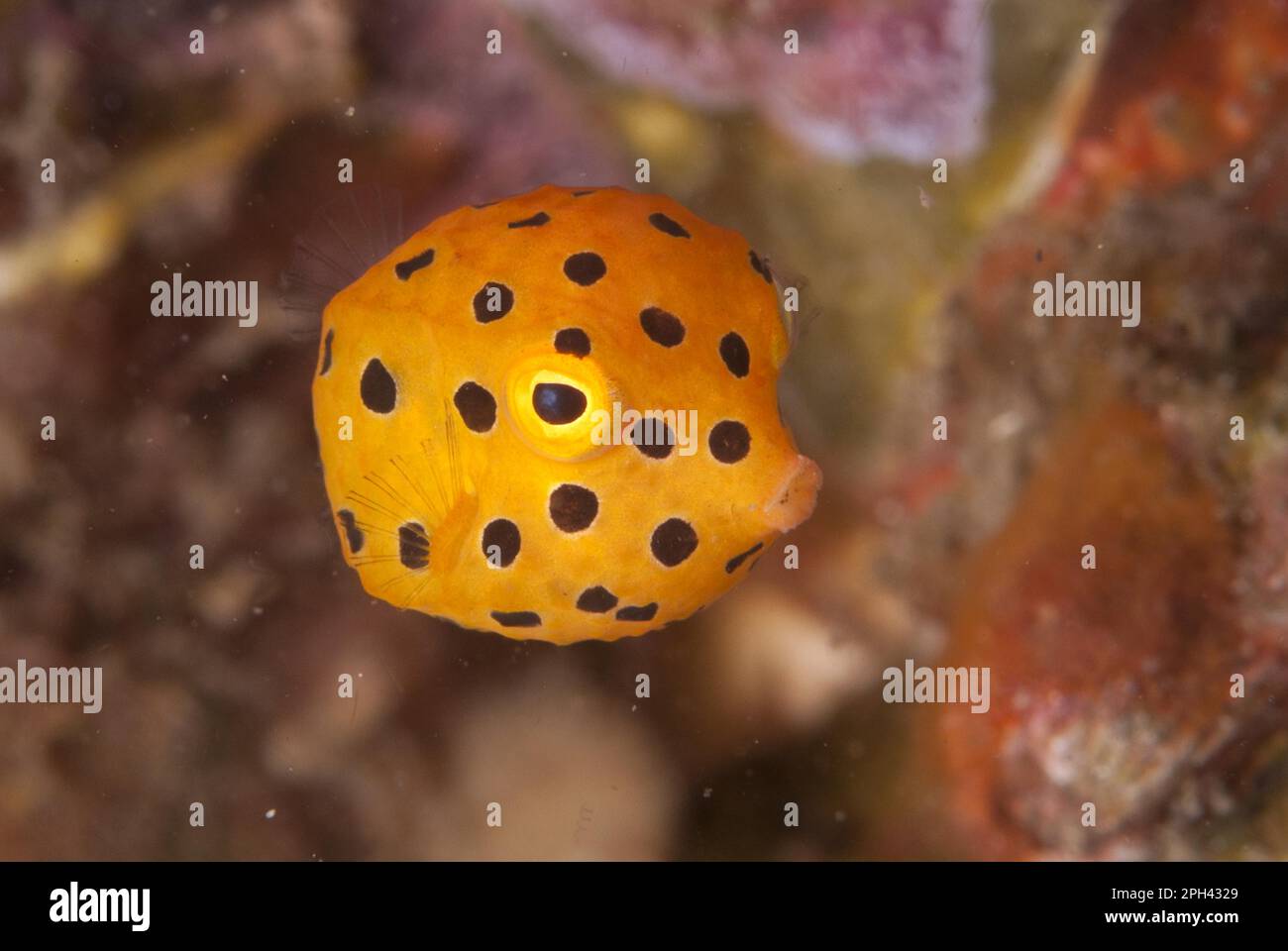Yellow Boxfish (Ostracion cubicus), yellow boxfish, Yellow Boxfish ...