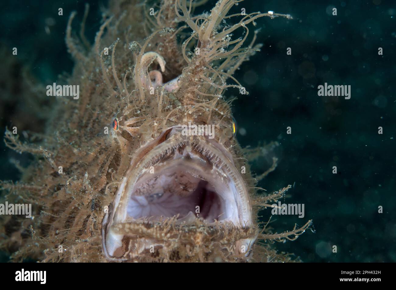 Striated frogfish (Antennarius striatus), Striped Frogfish, Other ...