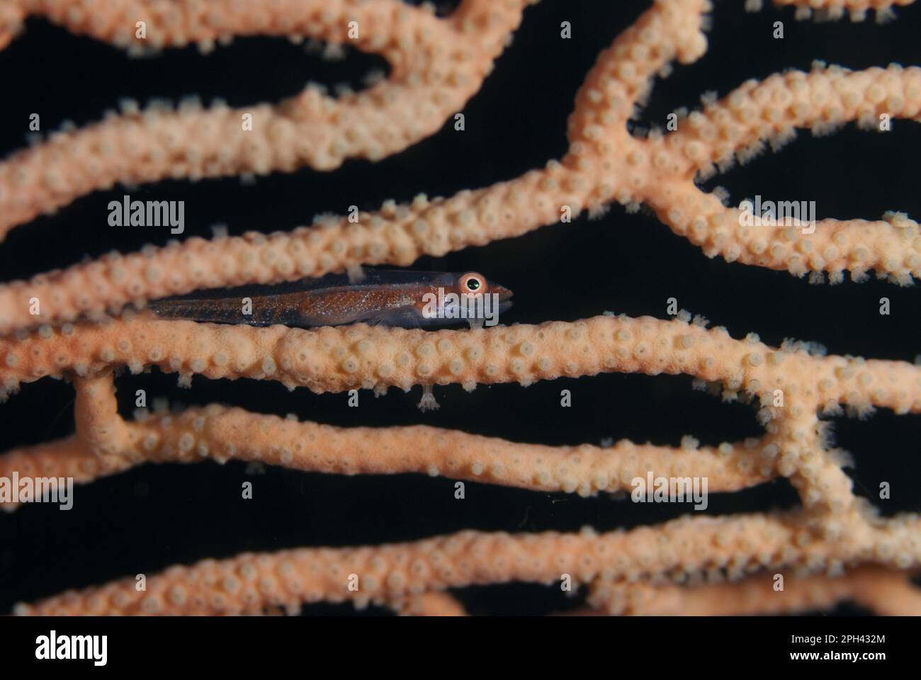 Stony coral ghost goby (Pleurosicya micheli) adult, on sea fan coral ...