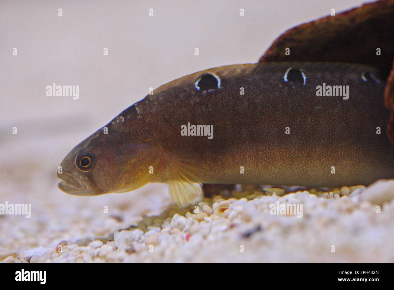 Rock gunnel (Pholis gunnellus), Atlantic Butterfish, Other animals ...