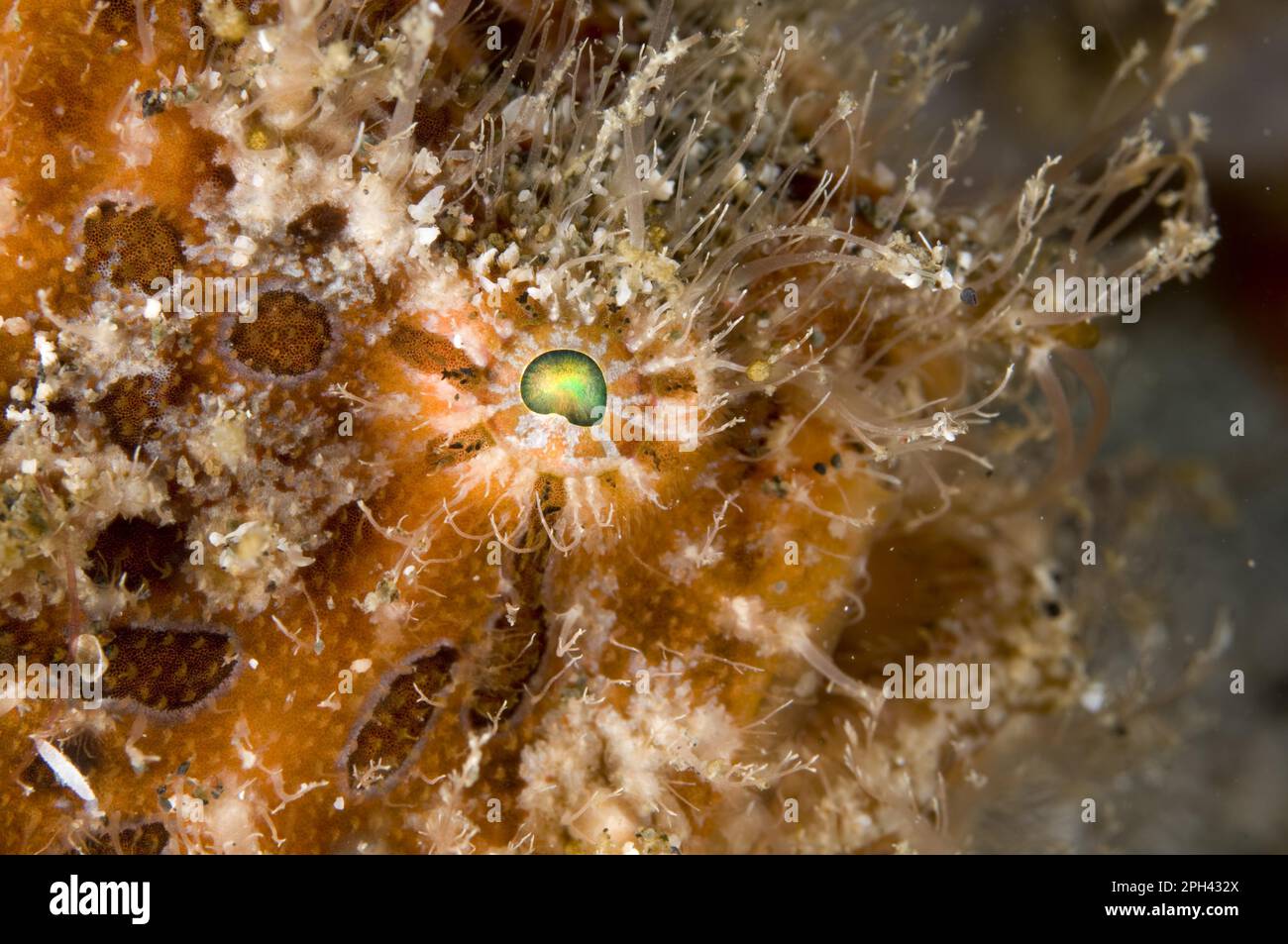 Striated frogfish (Antennarius striatus), Striped Frogfish, Other ...