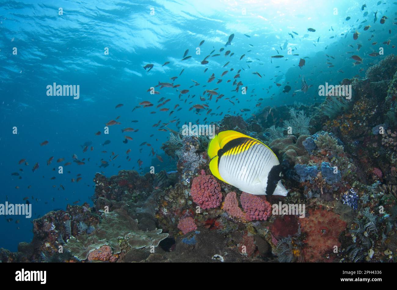 Lined Butterflyfish (Chaetodon lineolatus) adult, swimming in reef ...
