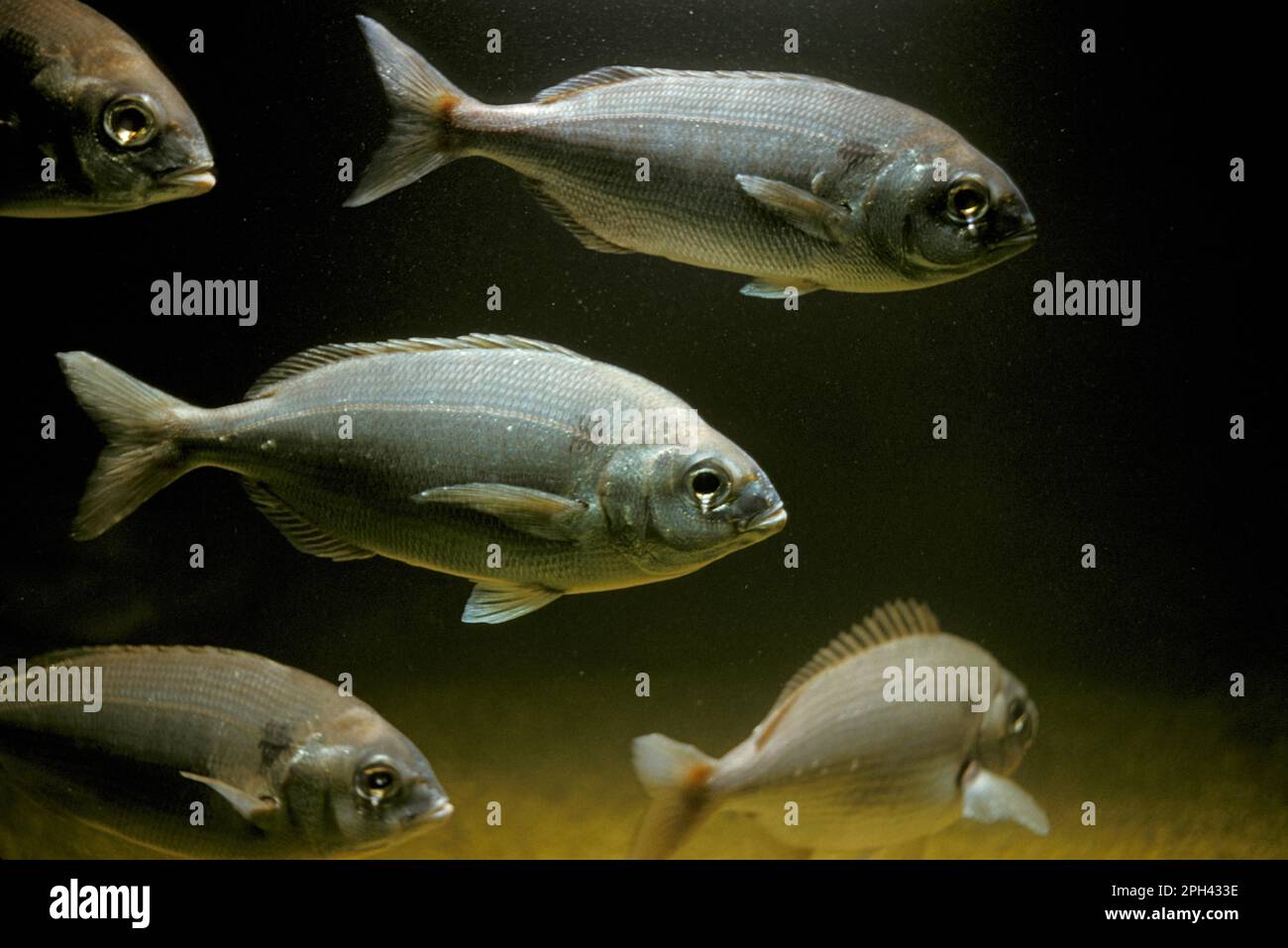 Blackspot sea bream hi-res stock photography and images - Alamy
