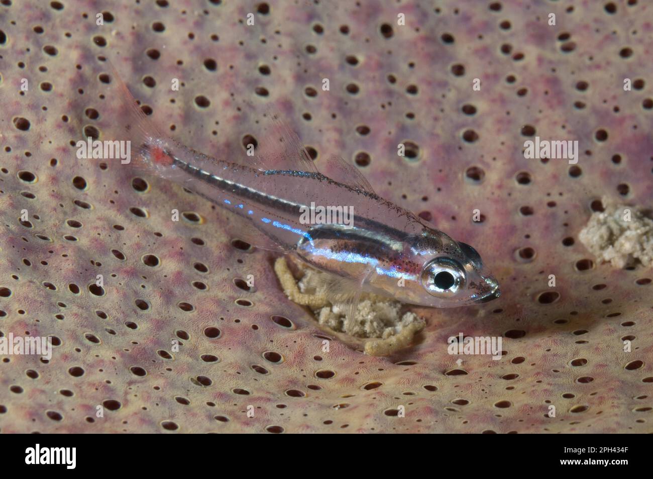 Red-spotted cardinalfish (Apogon franssedai) adult, resting on sponge ...