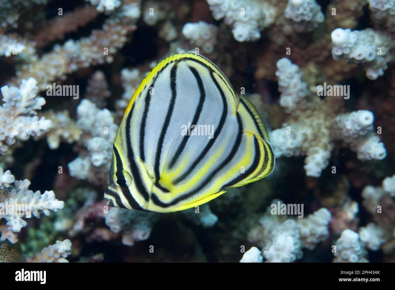 Orange-striped Butterflyfish, ornate butterflyfish (Chaetodon ...