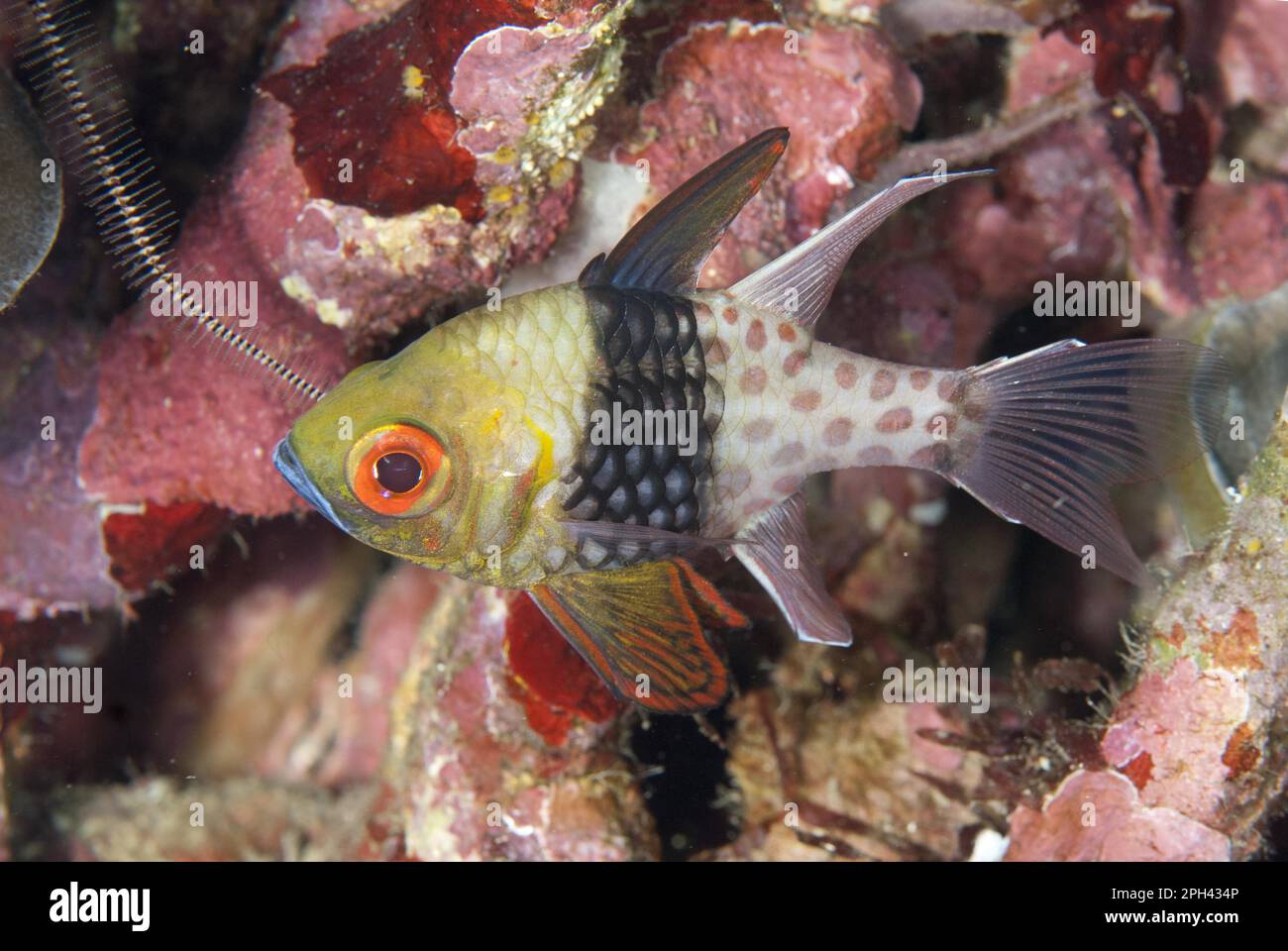 Pajama Cardinalfish (Sphaeramia nematoptera) adult, swimming over reef ...