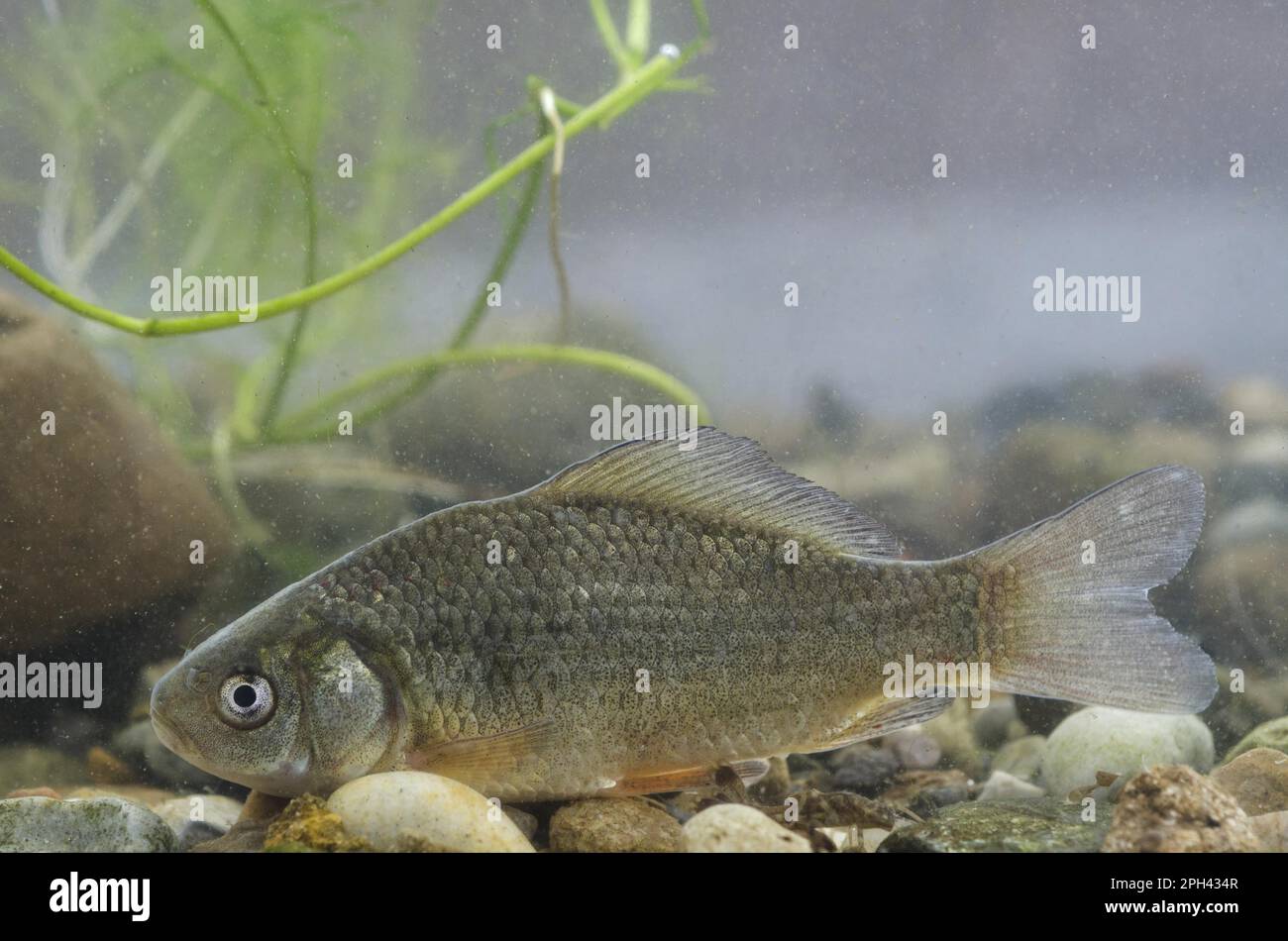Crucian Carp (Carassius carassius) immature, in tank, Nottingham ...