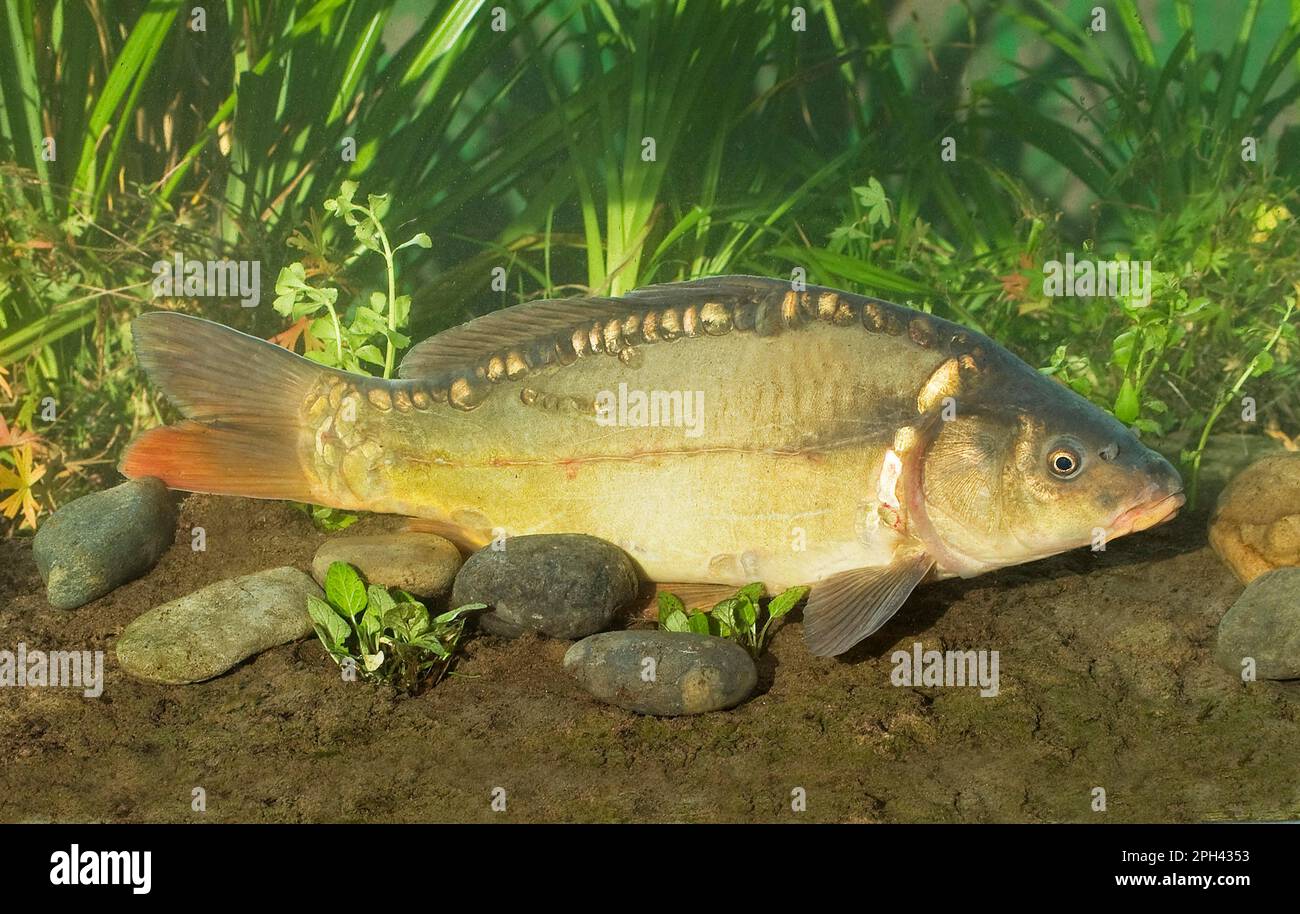 Mirror Carp (Cyprinus carpio) adult, resting on mud bottom, Sussex ...