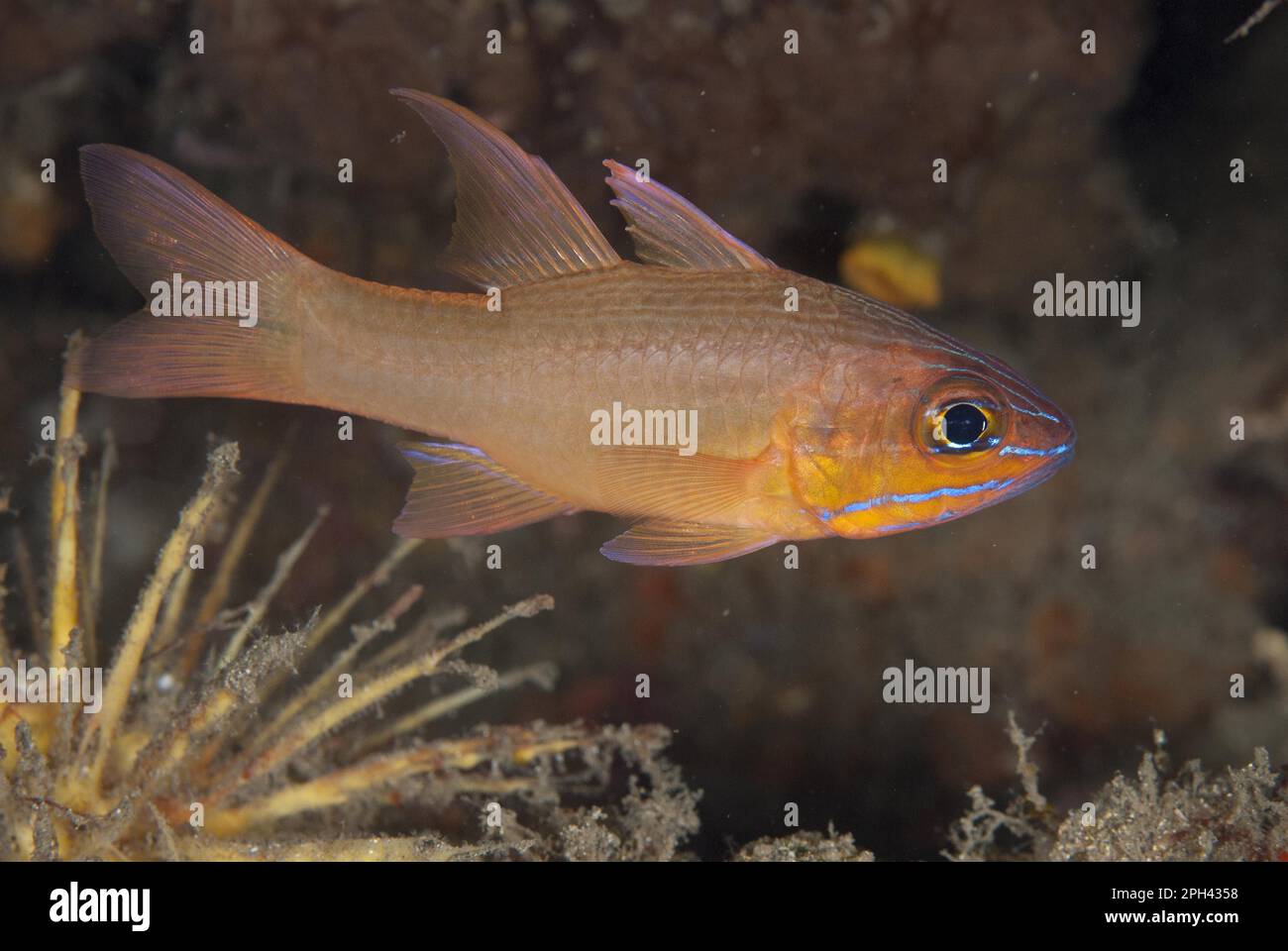 Yellow-lined Cardinalfish (Ostorhinchus chrysotaenia) adult, swimming ...