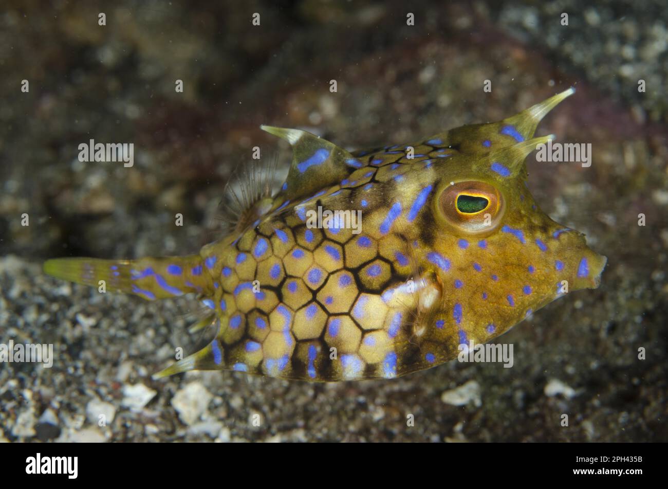 Spiny cowfish hi-res stock photography and images - Alamy