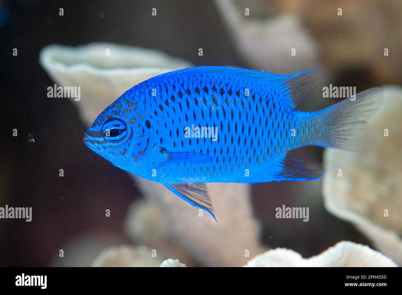 Springers blue damselfish hi-res stock photography and images - Alamy