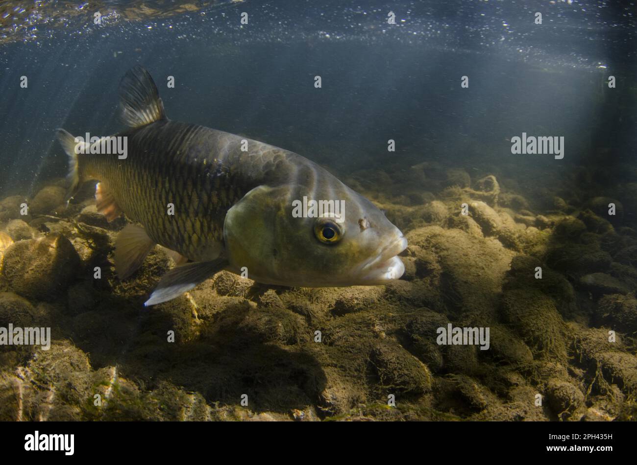 European Chub (Squalius cephalus) adult, swimming over gravel riverbed ...