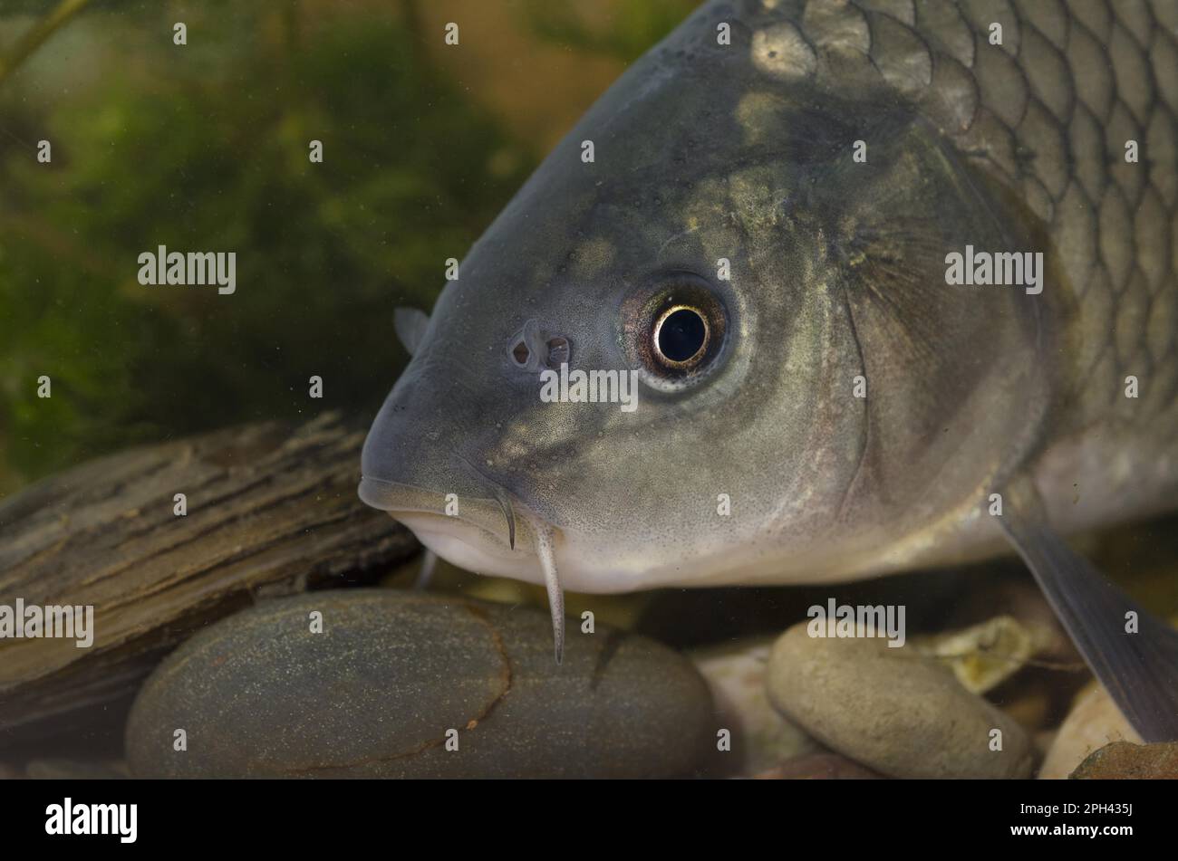 Common Carp (Cyprinus carpio) adult, close-up of head, in tank ...