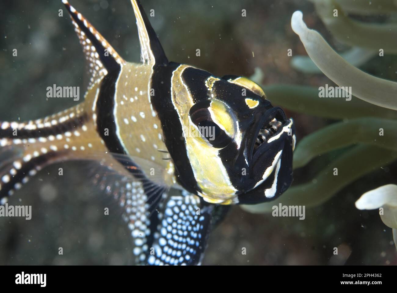 Banggai cardinalfish hi-res stock photography and images - Alamy