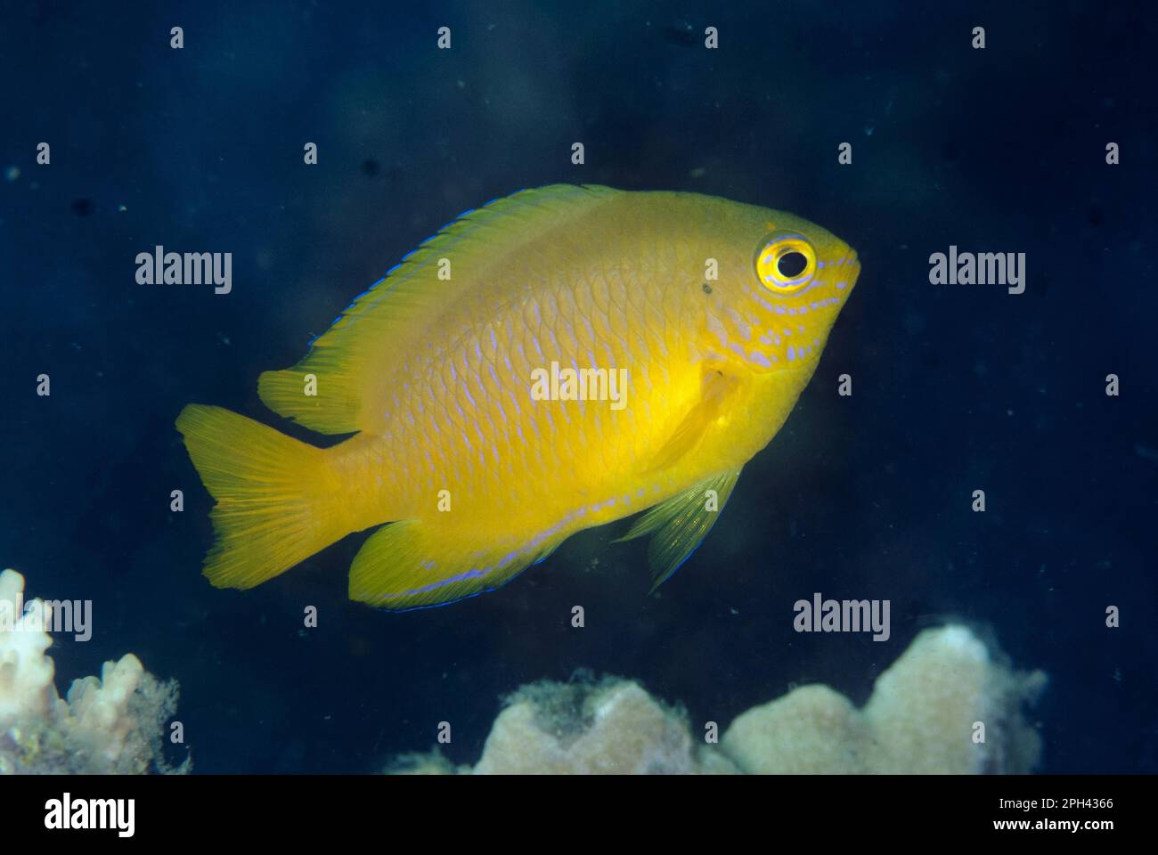 Lemon Damsel (Pomacentrus moluccensis) adult, swimming, Lembeh Straits ...