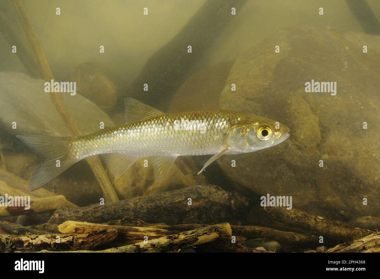 Cavedano Chub (Squalius squalus) young, swimming, Italy Stock Photo - Alamy