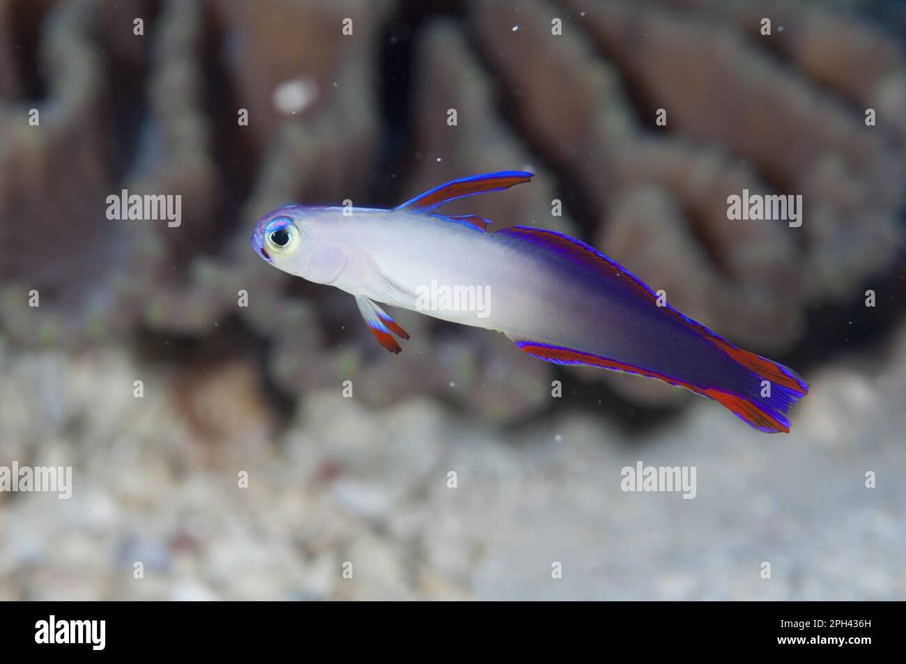 Decorated Dartfish (Nemateleotris decora), Maluku Islands, Sea ...