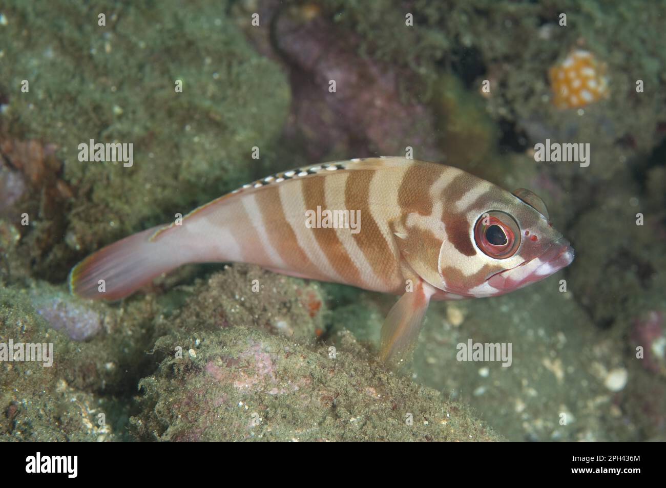 Grouper, Groupers, Other animals, Fish, Perch-like, Animals, Black ...