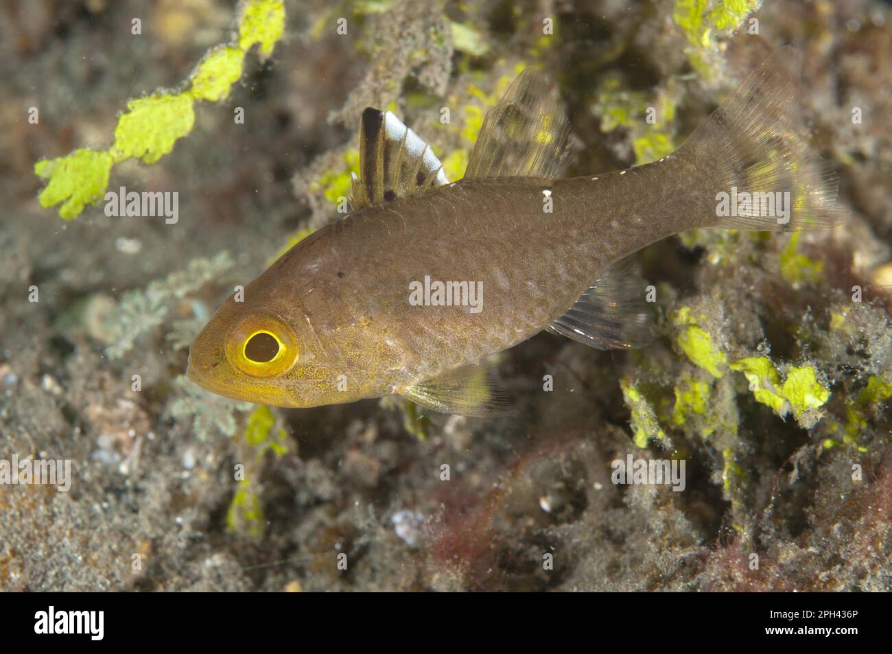 Frostfin Cardinalfish (Apogon hoeveni) adult, Lembeh Straits, Sulawesi ...