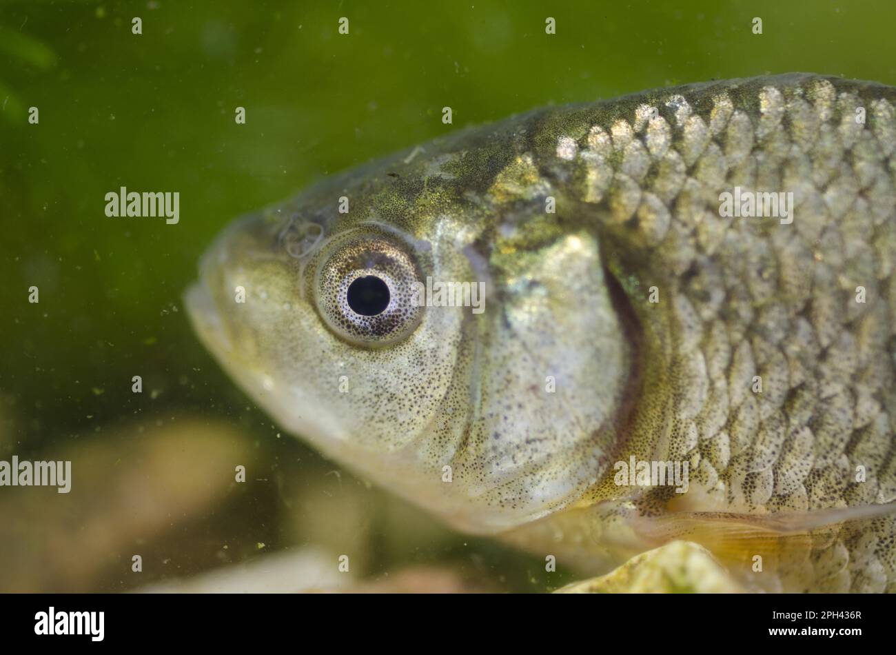 Crucian Carp (Carassius carassius) immature, close-up of head, in tank ...