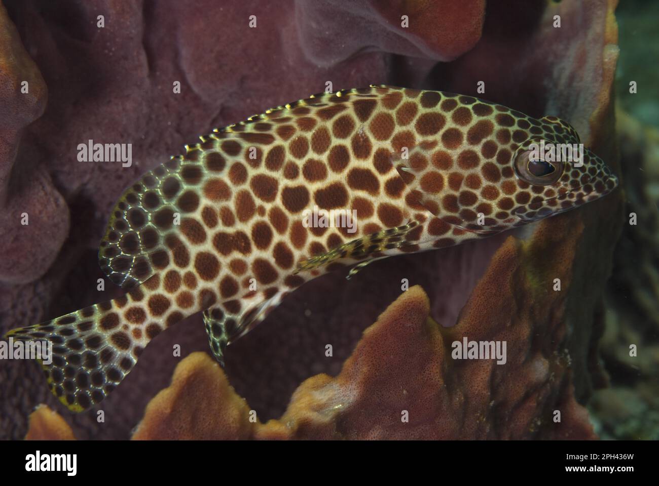 Honeycomb grouper (Epinephelus merra), Honeycomb Grouper, Merra ...