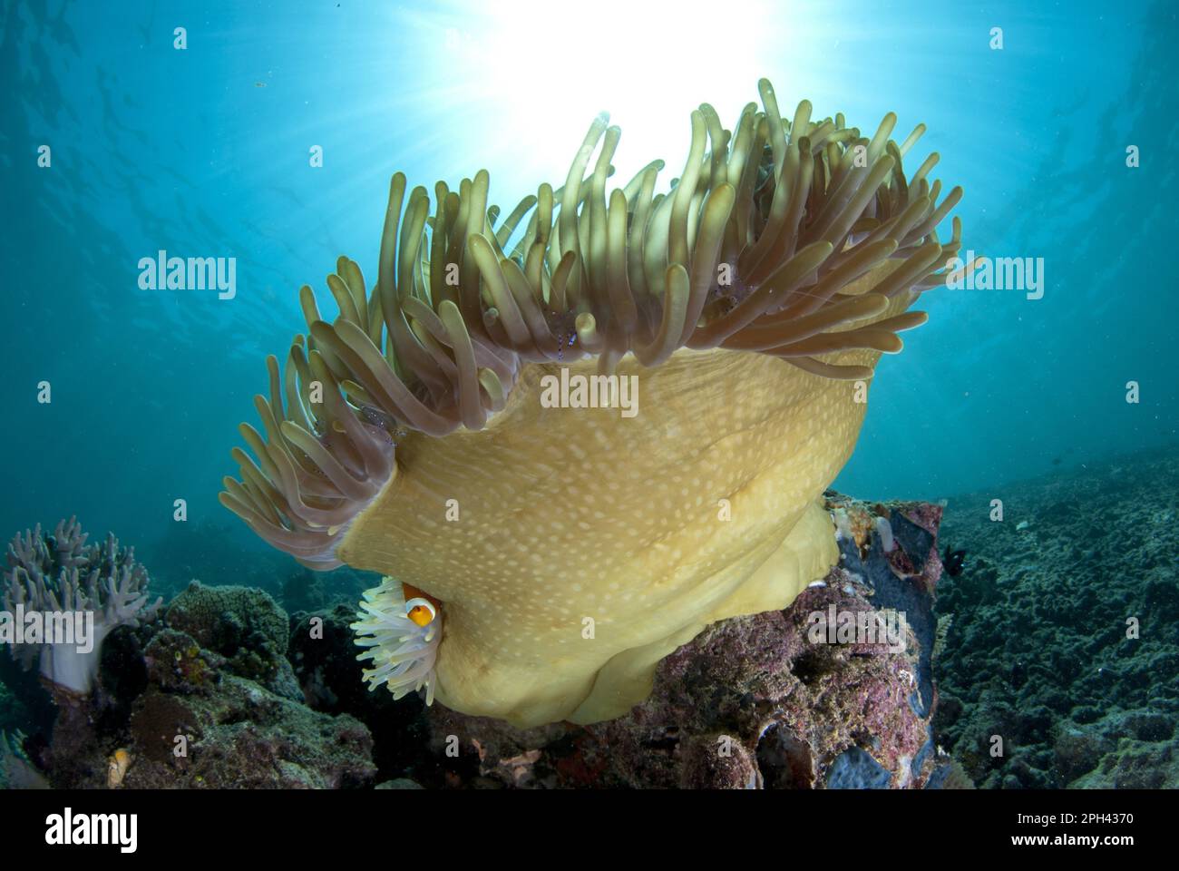 Adult False ocellaris clownfish (Amphiprion ocellaris), refuge in ...