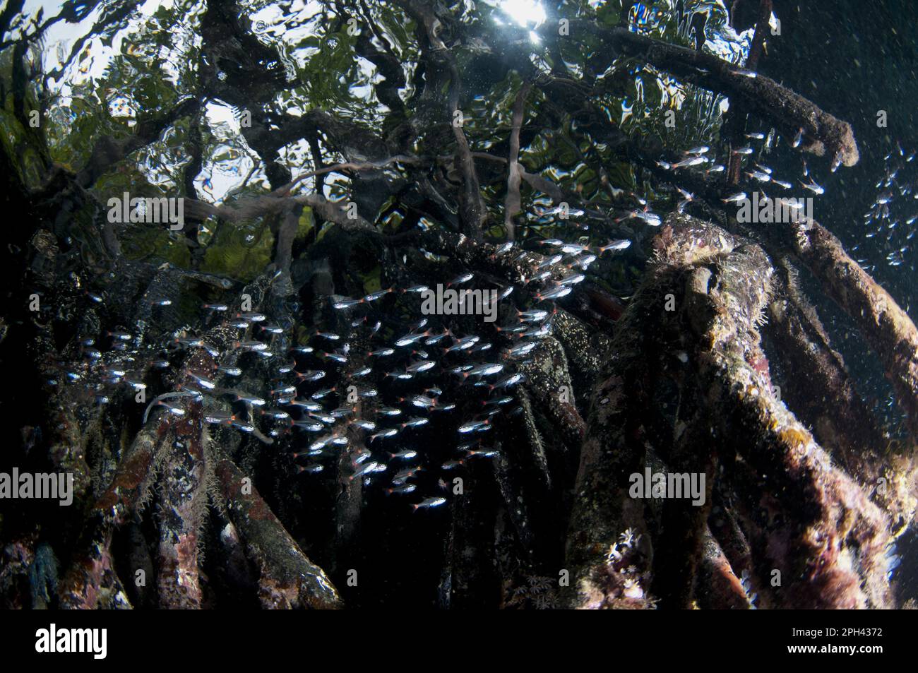 Redspot Cardinalfish (Apogon parvulus) shoal, swimming amongst mangrove ...