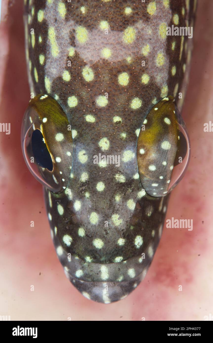 Spotted Coralgrouper (Plectropomus maculatus) adult, close-up of head ...