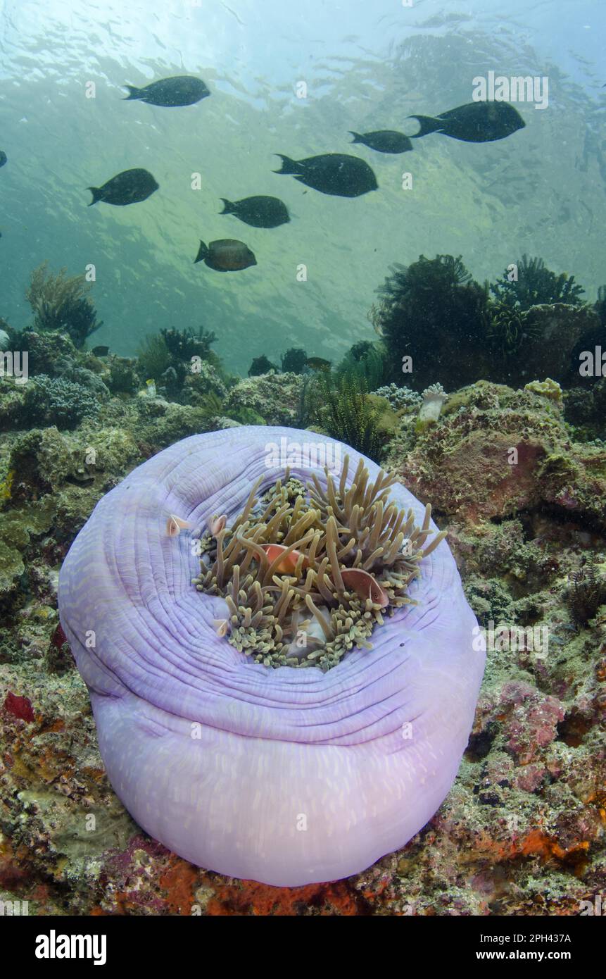 Adult pink skunk clownfish (Amphiprion perideraion) sheltering between ...