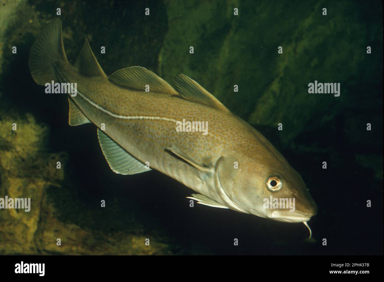 Atlantic cod (Gadus morhua), Cod, Codfish, Other animals, Fish, Animals ...