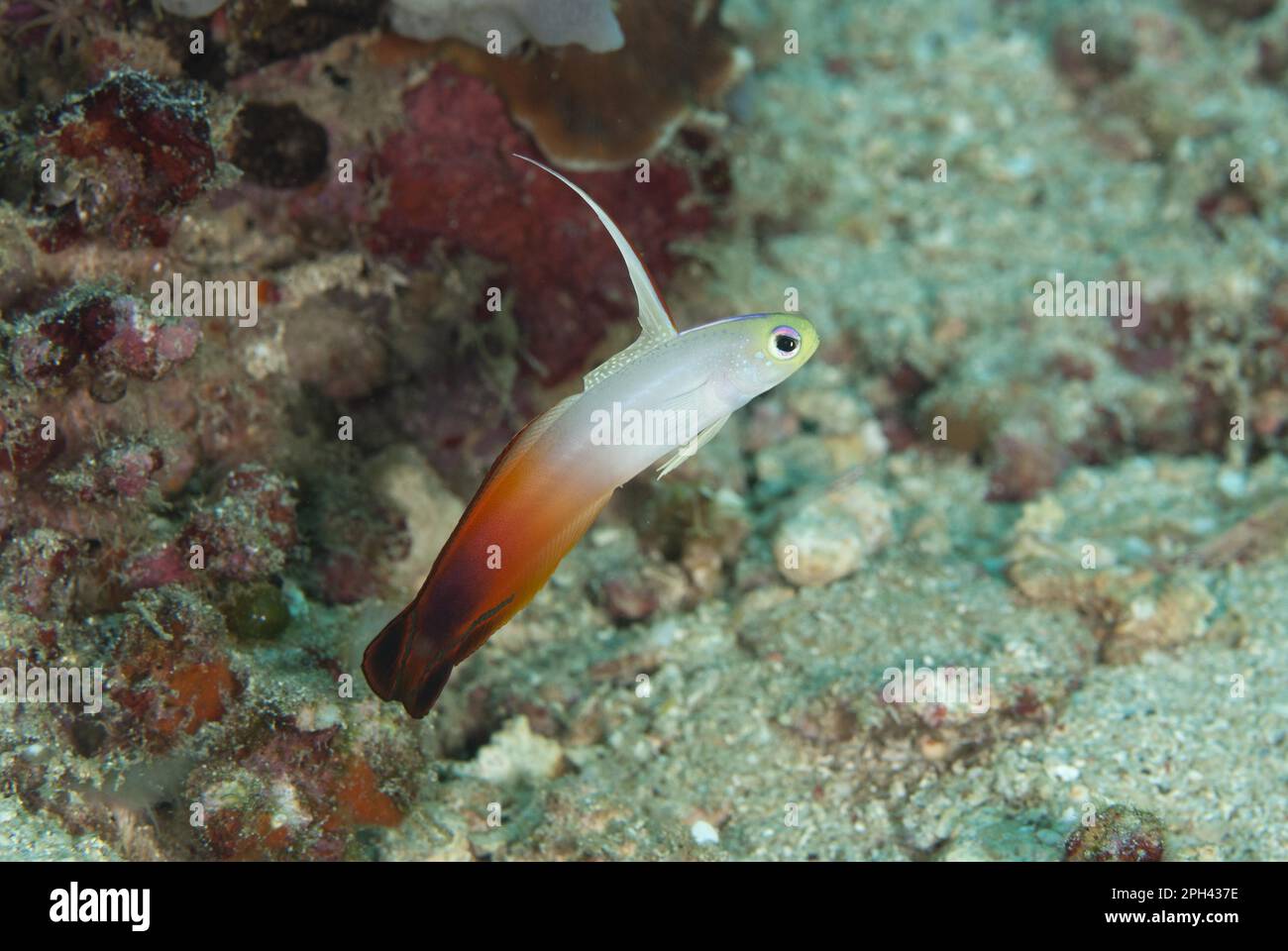 Fire Sword Goby, Magnificent Sword Goby, Fire Sword Gobies, Magnificent ...