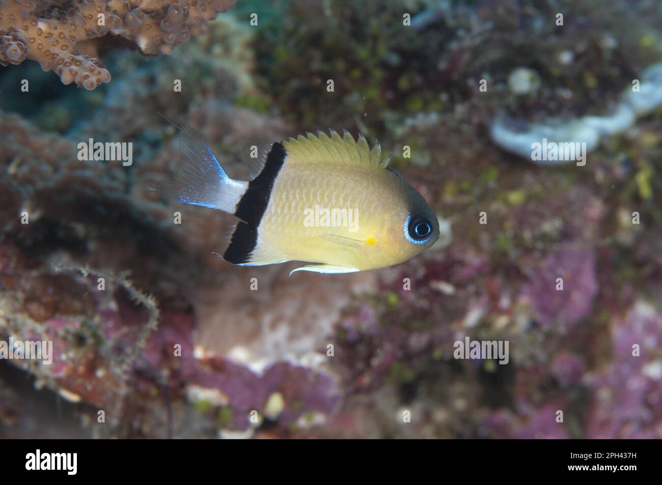 Swallowtail, Damselfish, Other animals, Fish, Animals, Blackbar Chromis ...