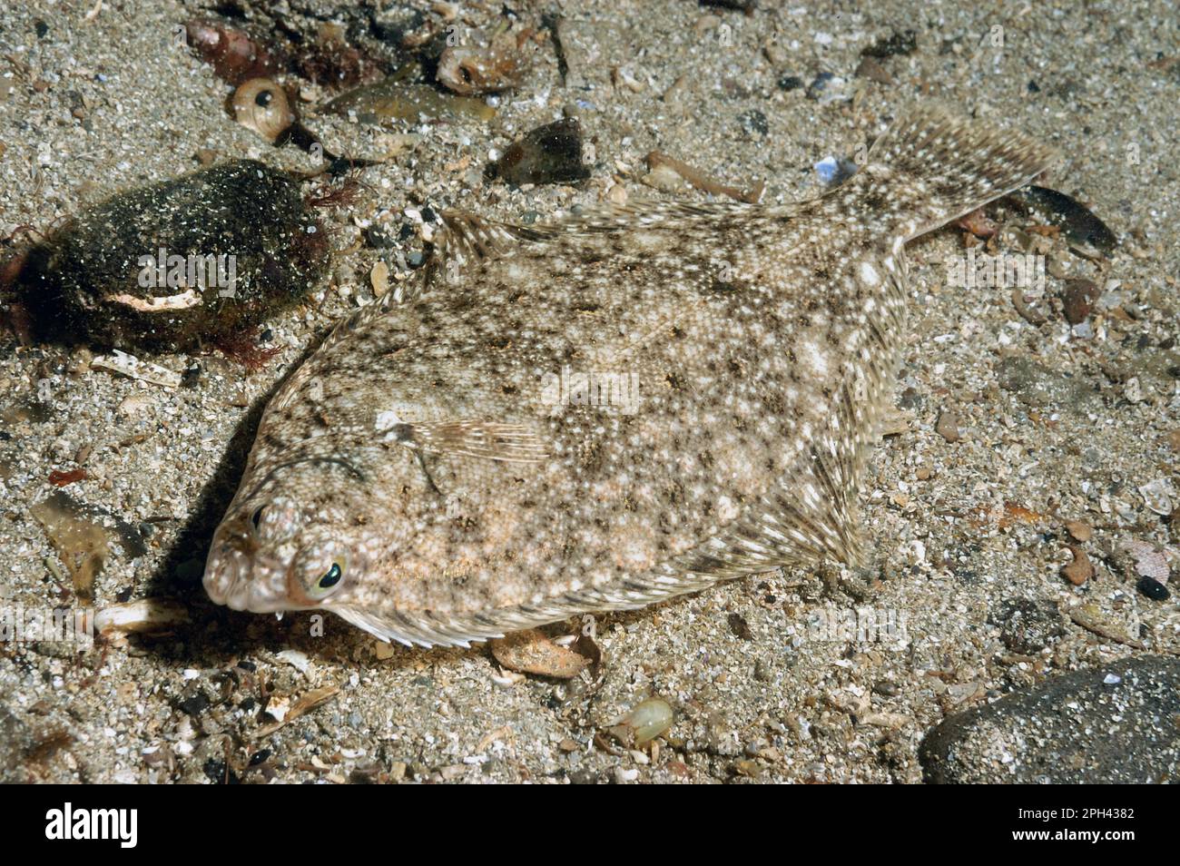 Pleuronectes limanda, Dab, Ice flounder, Rough plaice, Ice flounder ...