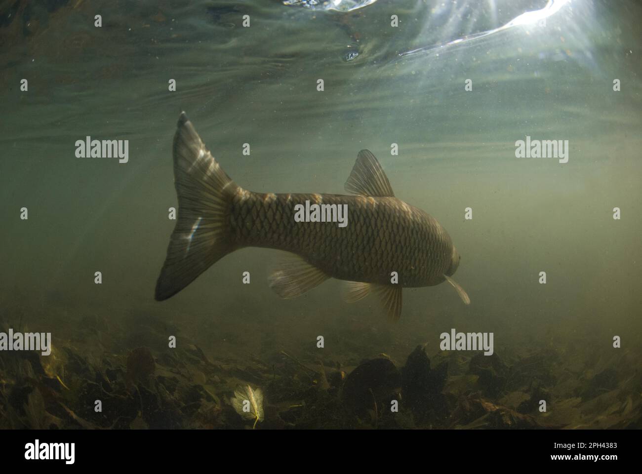 European Chub (Squalius cephalus) adult, swimming away in river, River ...