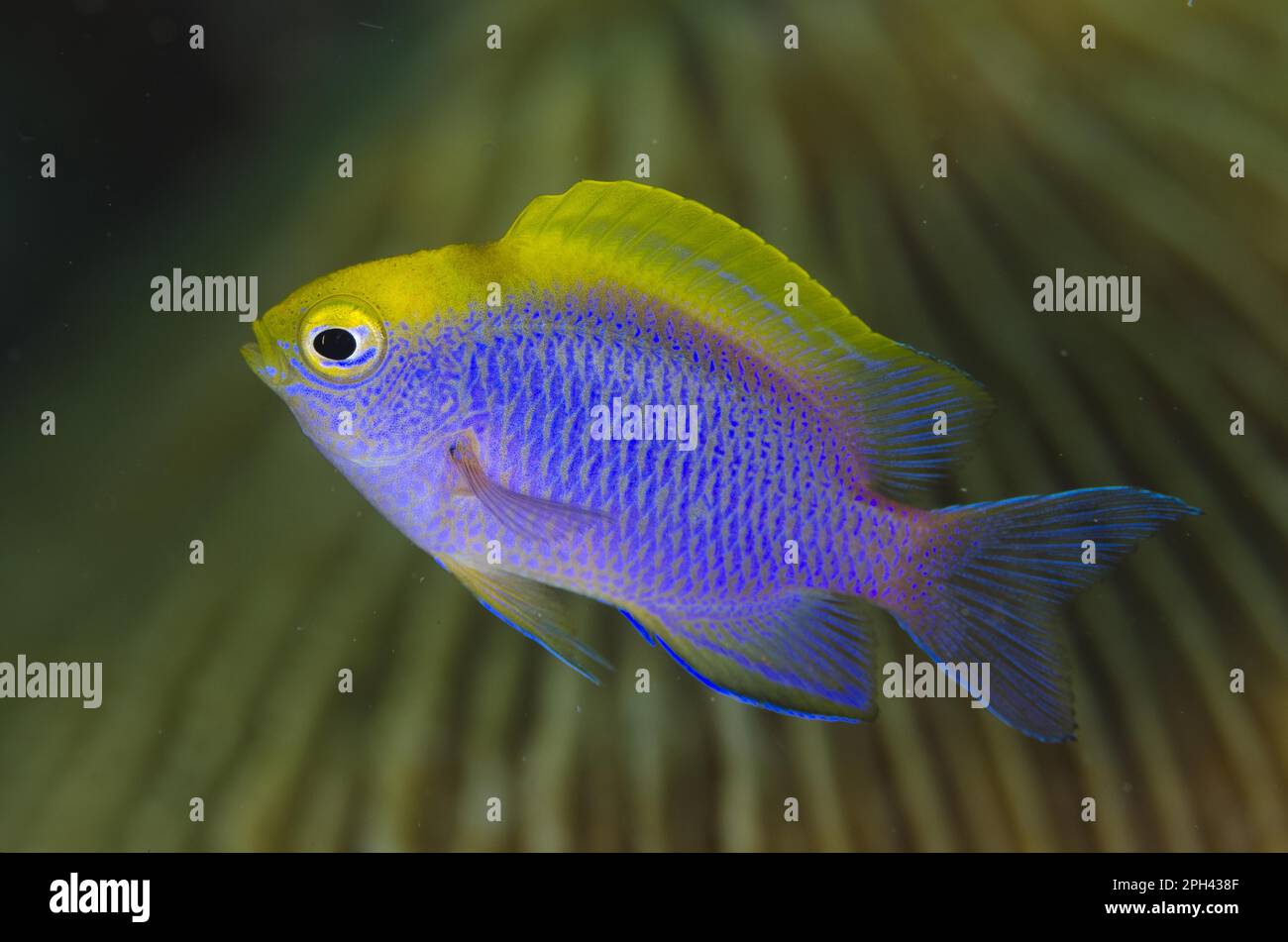 Bleeker's Damselfish (Chrysiptera bleekeri) adult, swimming, Lembeh ...