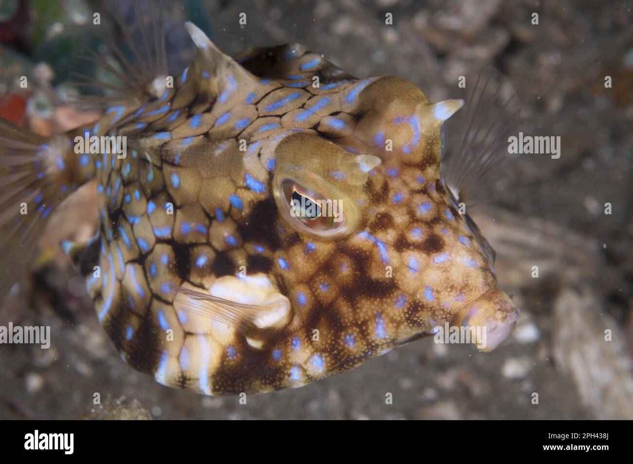 Domestic fish hi-res stock photography and images - Alamy