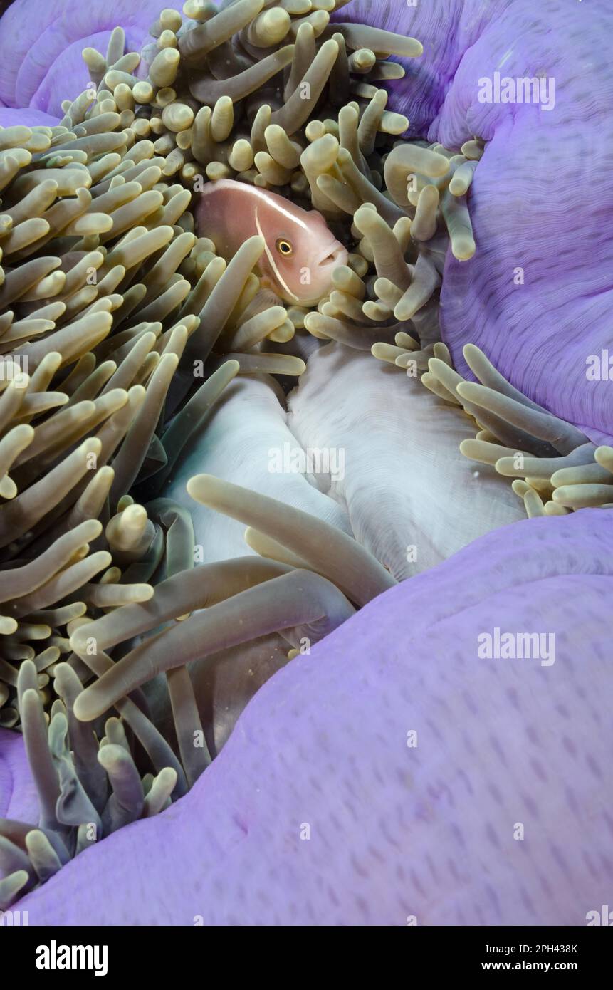 Tentacles magnificent sea anemone hi-res stock photography and images ...