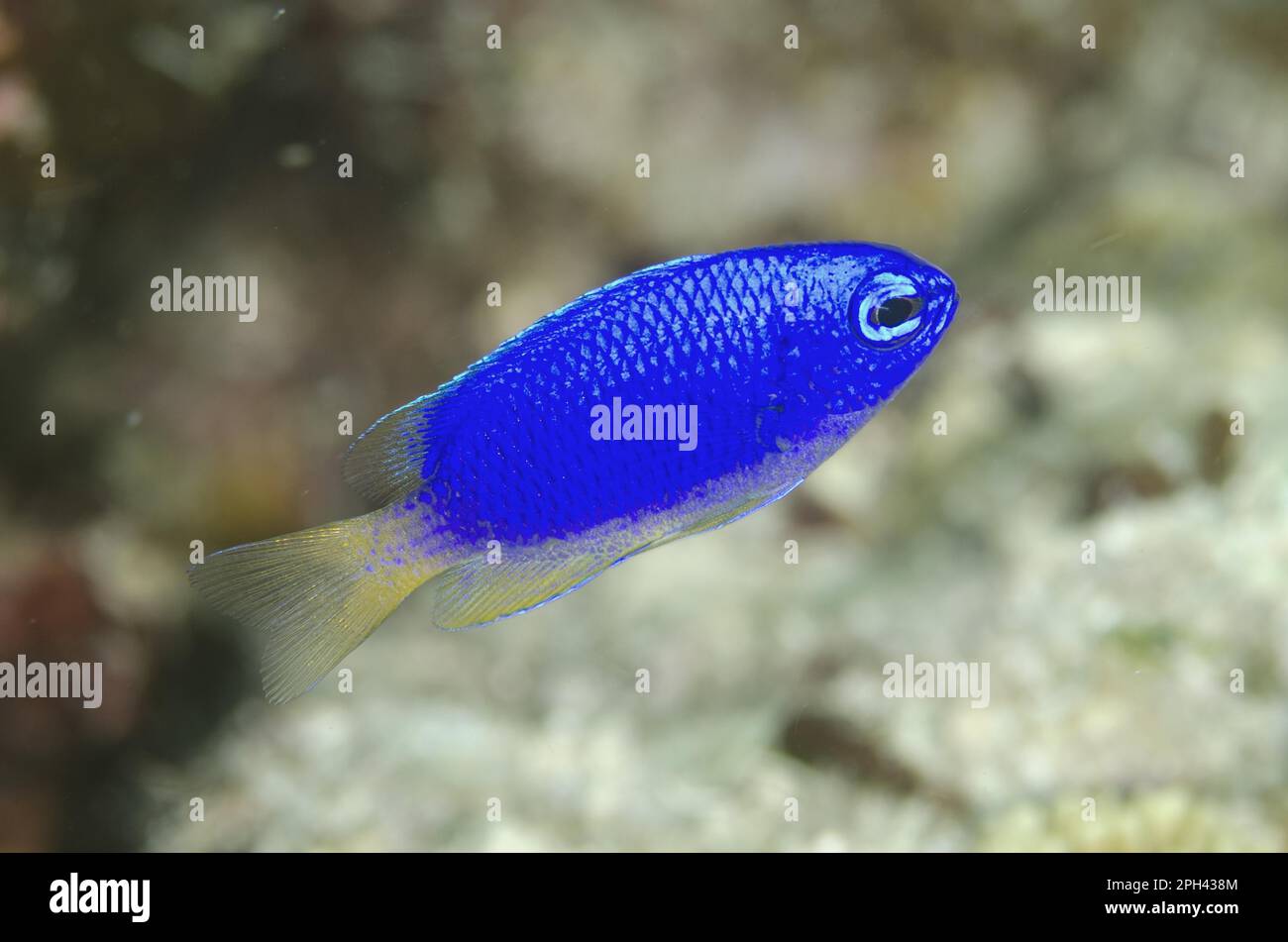 Neon Damselfish (Pomacentrus coelestis) adult, swimming, Gili Lawa Laut ...