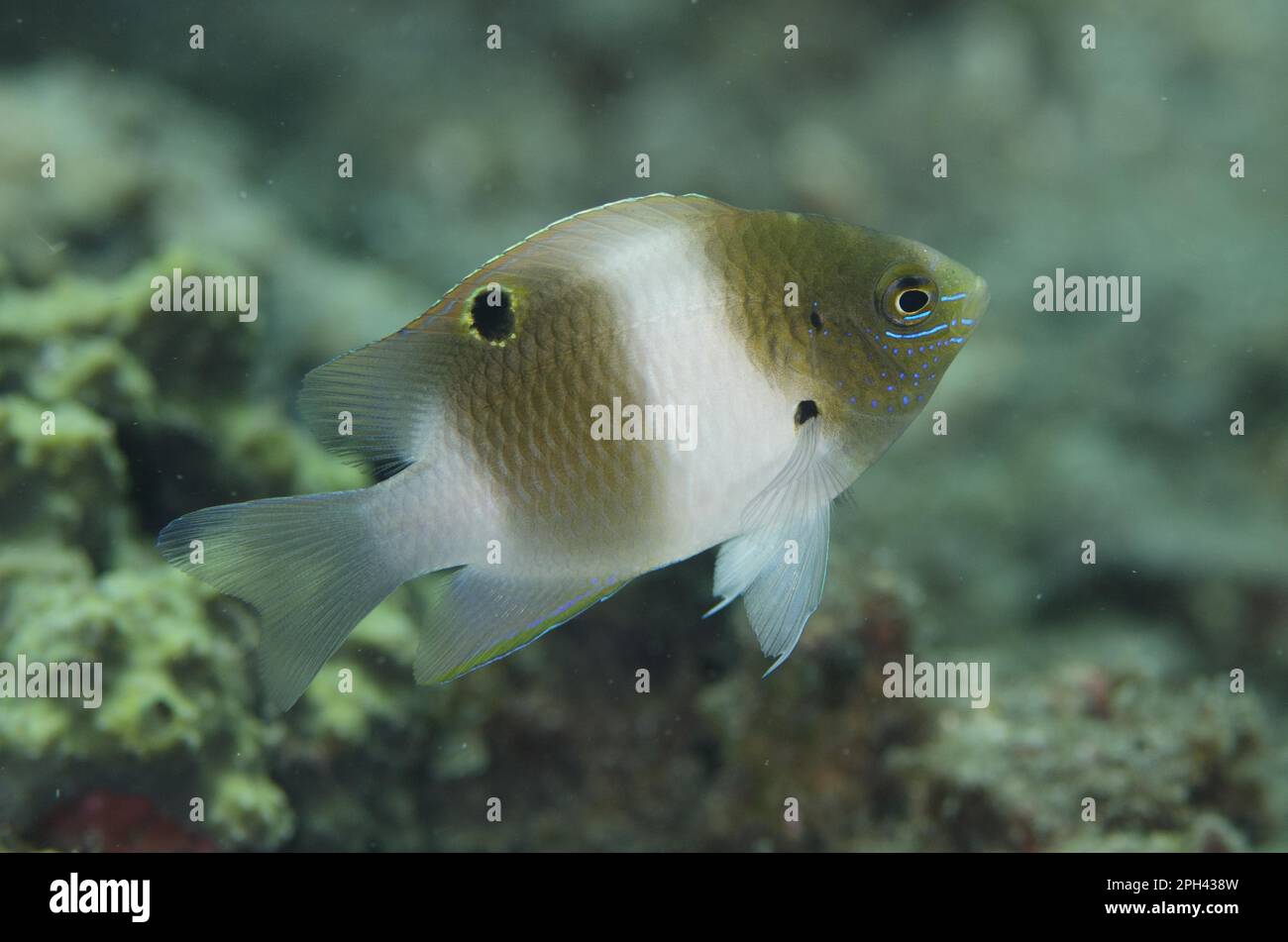 Prosopotaenia hi-res stock photography and images - Alamy