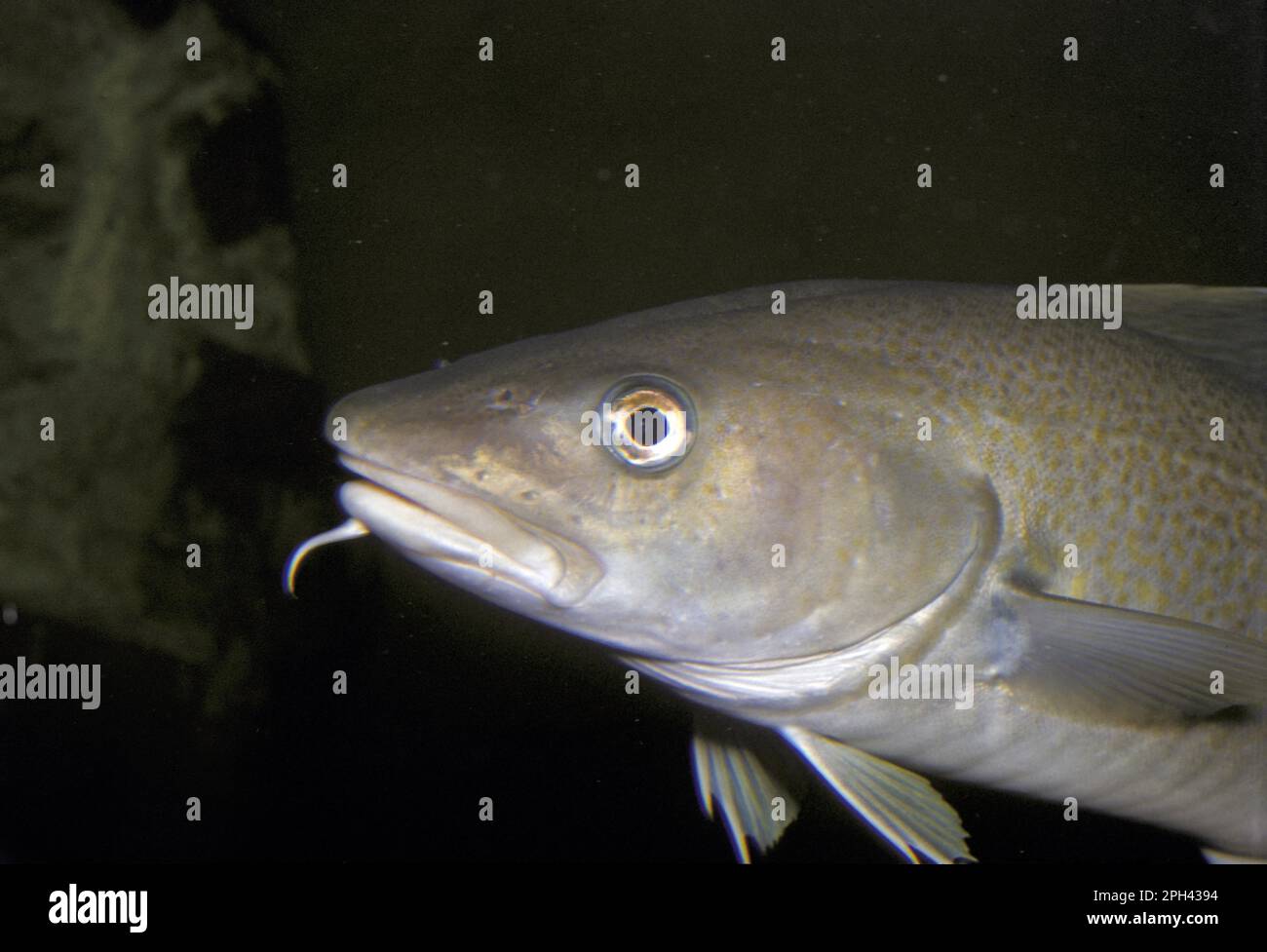 Atlantic cod (Gadus morhua), Cod, Codfish, Other animals, Fish, Animals ...