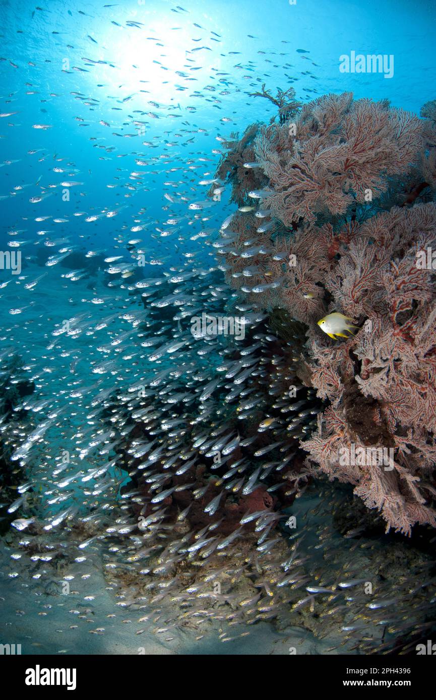 Bleeker's Cardinalfish (Archamia bleekeri) shoal, swimming beside coral ...