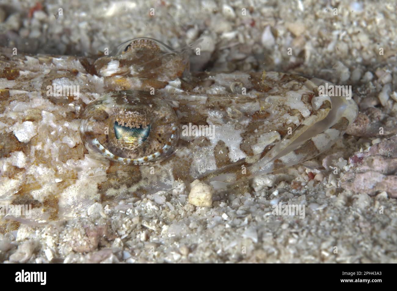 Broadhead flathead (Thysanophrys arenicola) adult, close-up of head ...