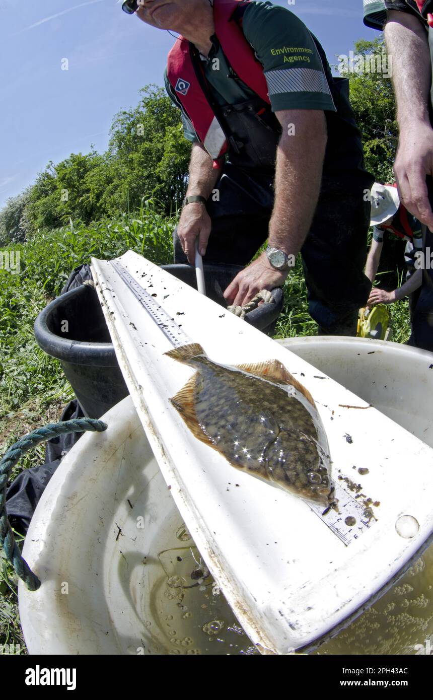 European Flounder (Platichthys flesus) immature, measured on ruler in ...