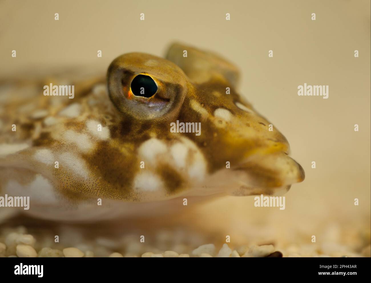 Common dragonet (Callionymus lyra), Striped lyrefish, Lyrefish, Animals ...