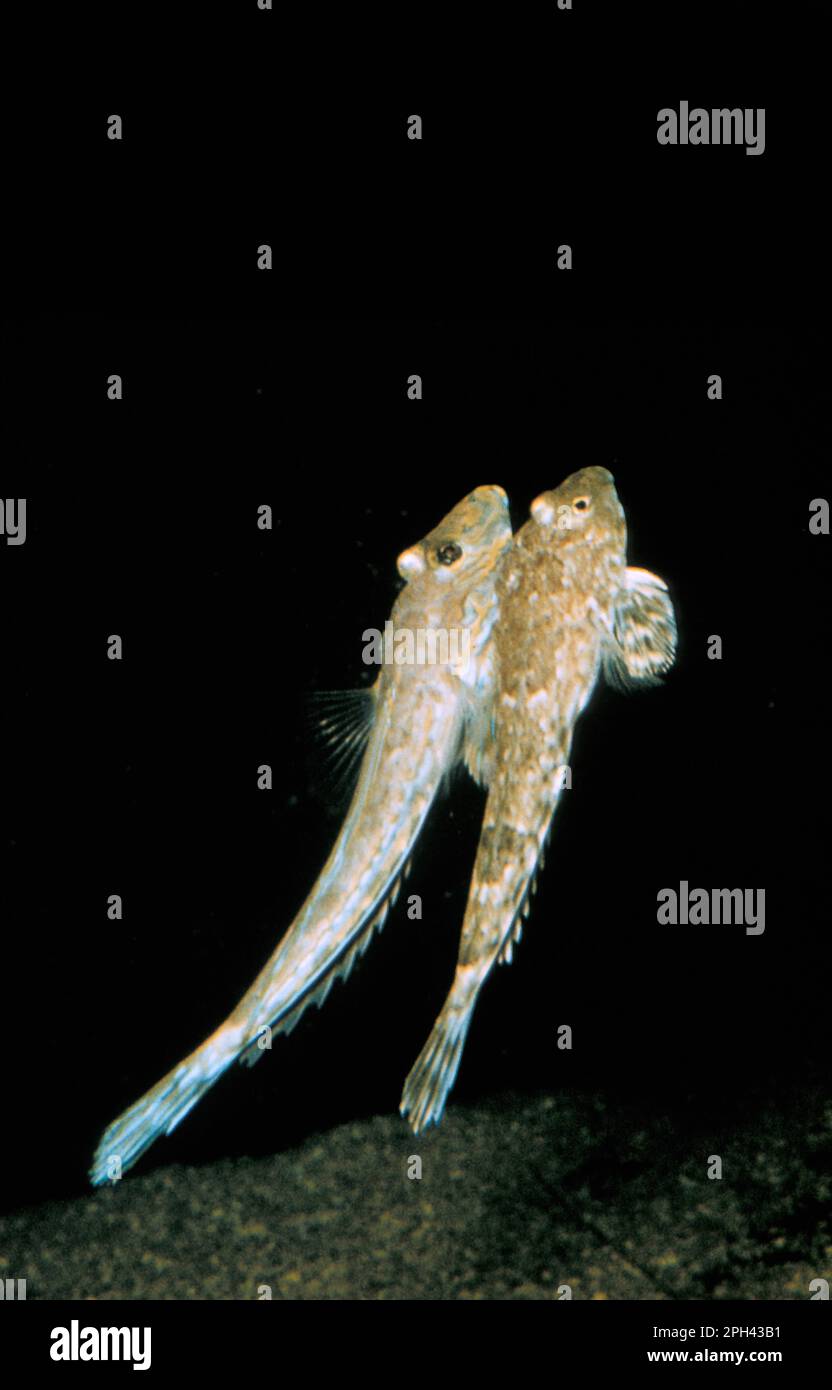 Common dragonet hi-res stock photography and images - Alamy