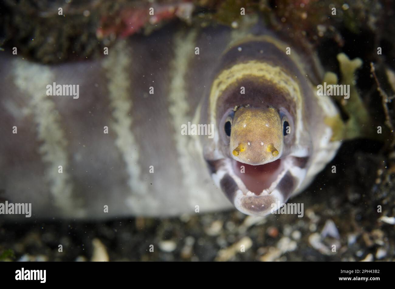 Sparrowhawk moray eel (Echidna polyzona) adult, close-up of head, with ...