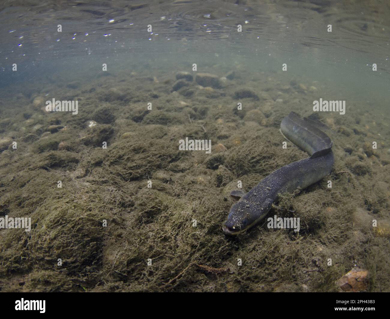 European Eel (Anguilla anguilla) adult, resting on silt riverbed in ...