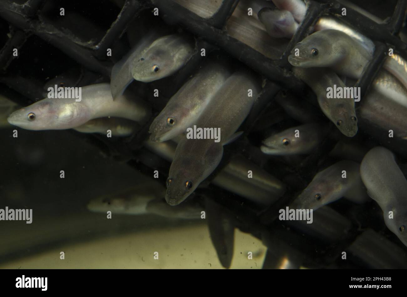 European Eel (Anguilla anguilla) juveniles, group in tank at captive ...